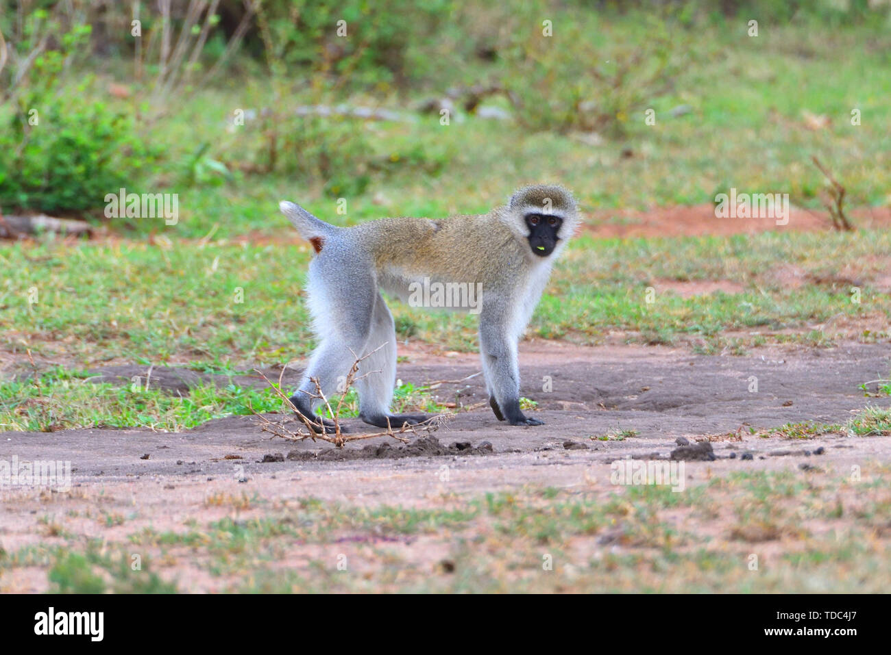 Prairie monkeys hi-res stock photography and images - Alamy