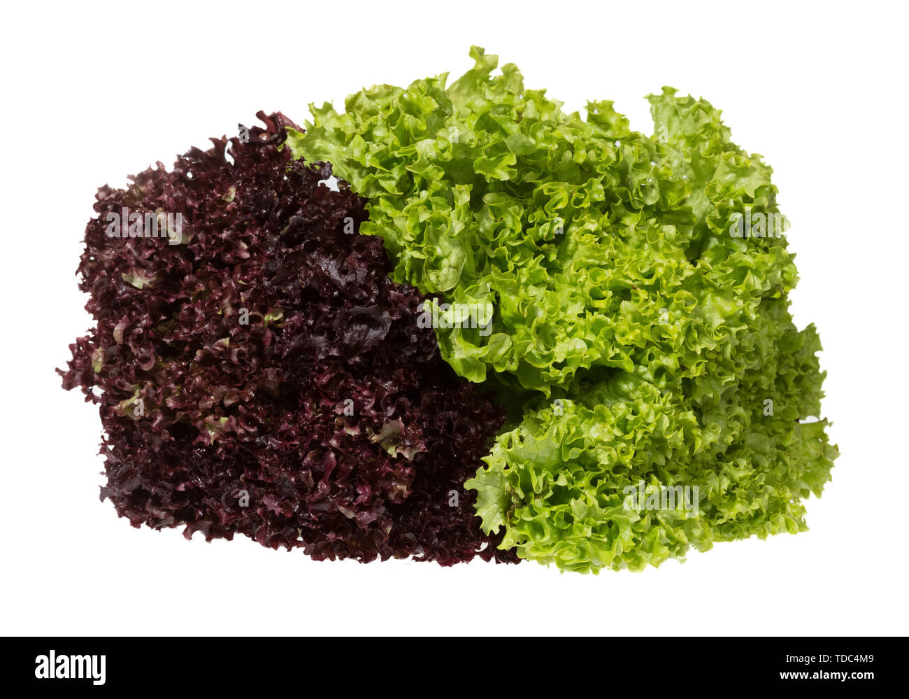 High resolution leaf Cut Out Stock Images & Pictures - Alamy