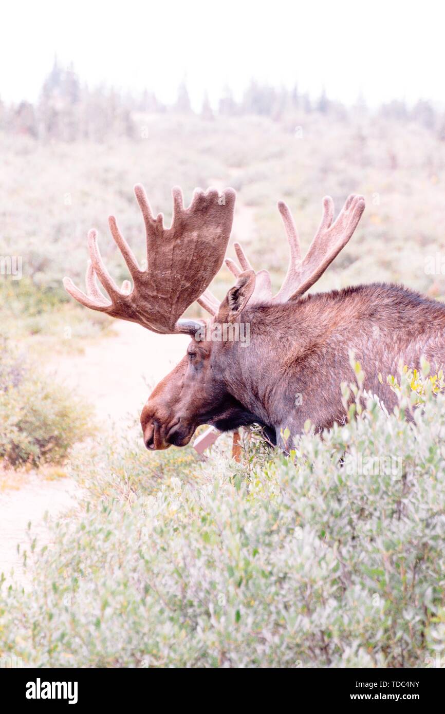 Large wild moose in a field near a bush Stock Photo - Alamy