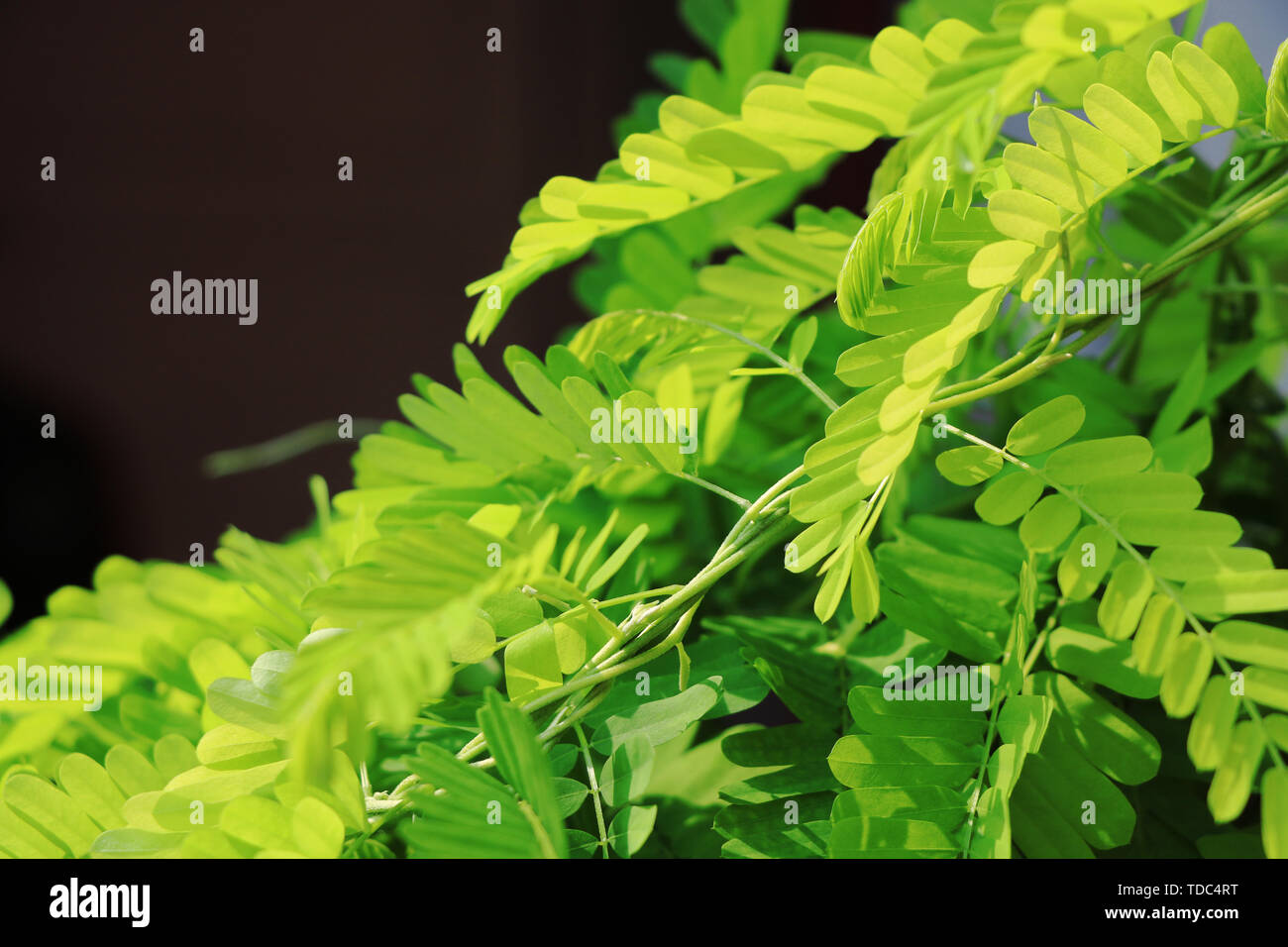 Chicken bone grass in Lingnan Chinese herbal material map Stock Photo ...