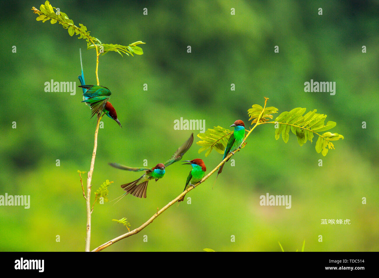 Nature, outdoors, birds, wildlife, summer, wild, color, animals, plants ...
