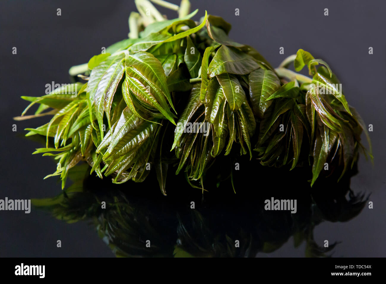 Toon leaf hi-res stock photography and images - Alamy