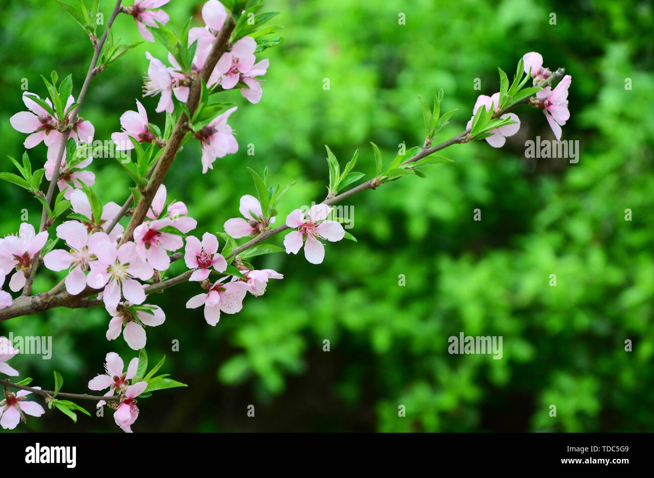Jinan flowers hi-res stock photography and images - Alamy