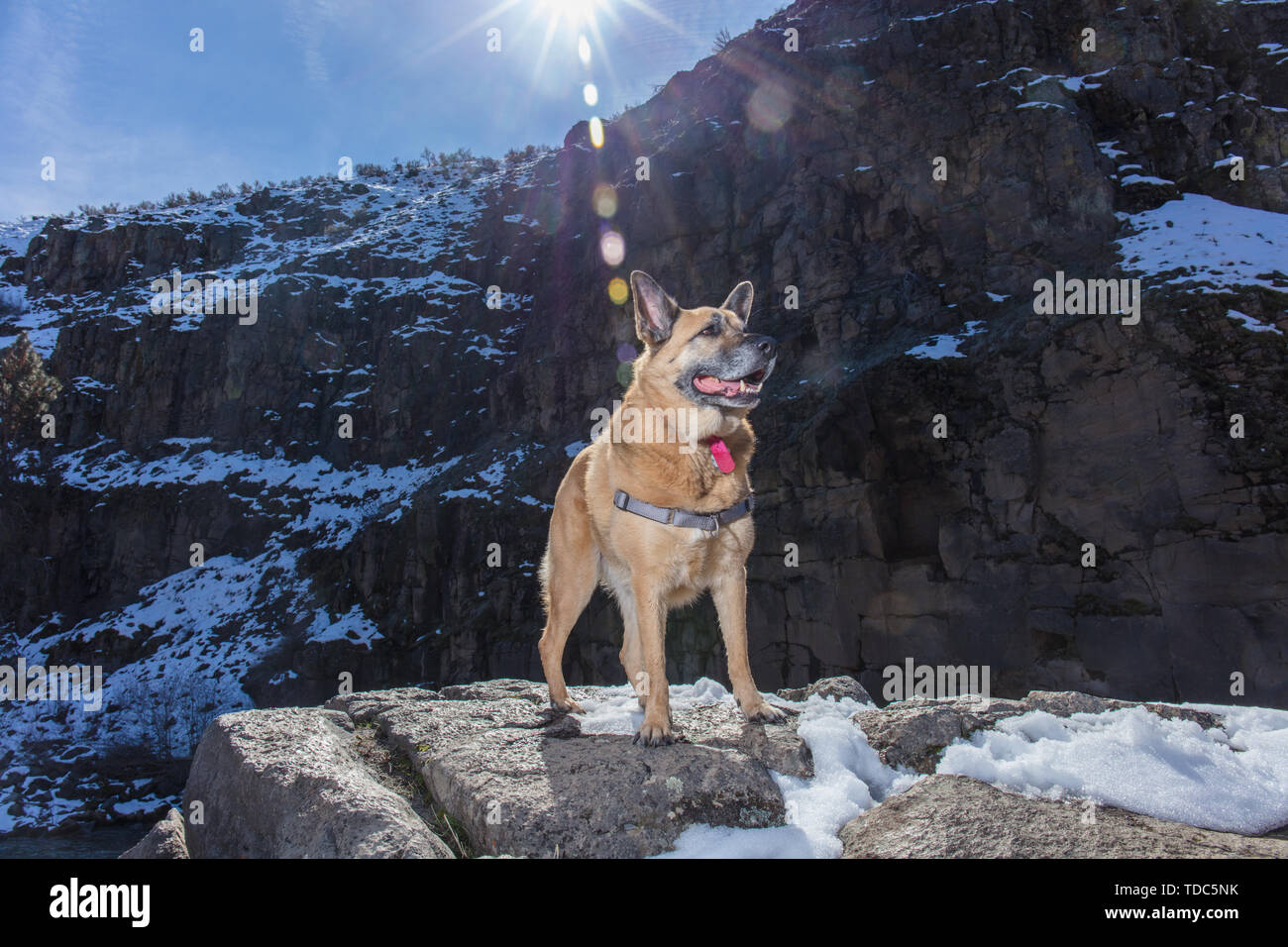 German shepherd in the wild Stock Photo - Alamy