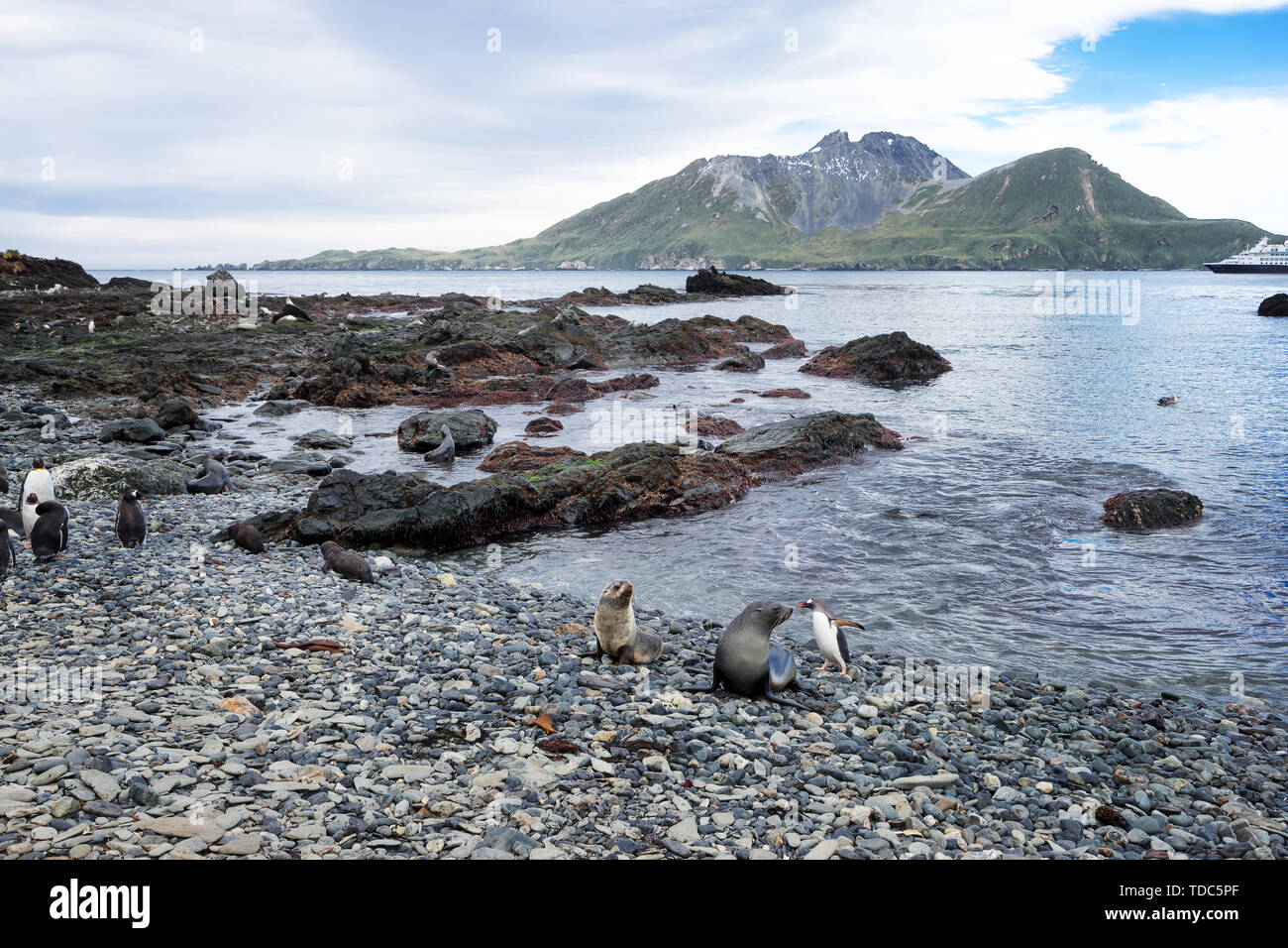 Beautiful rocky beach in antarctic Stock Photo - Alamy