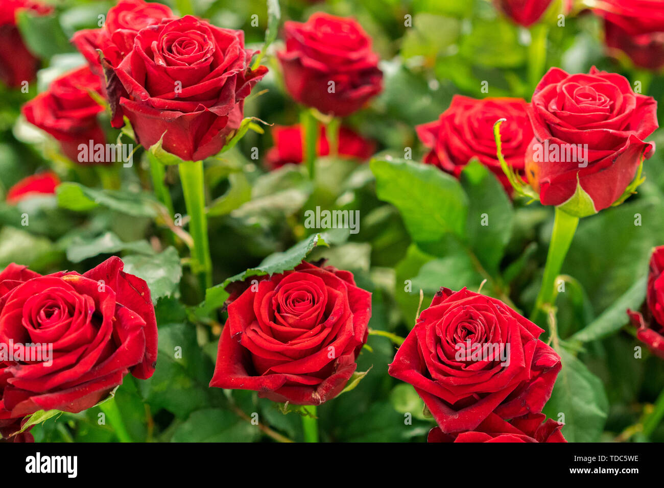 Fresh, natural red roses with green leaves. background Stock Photo - Alamy