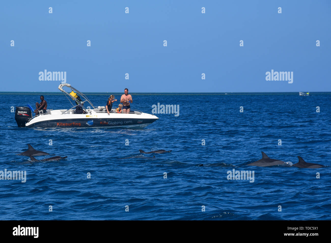 Dolphins in Mauritius Stock Photo - Alamy