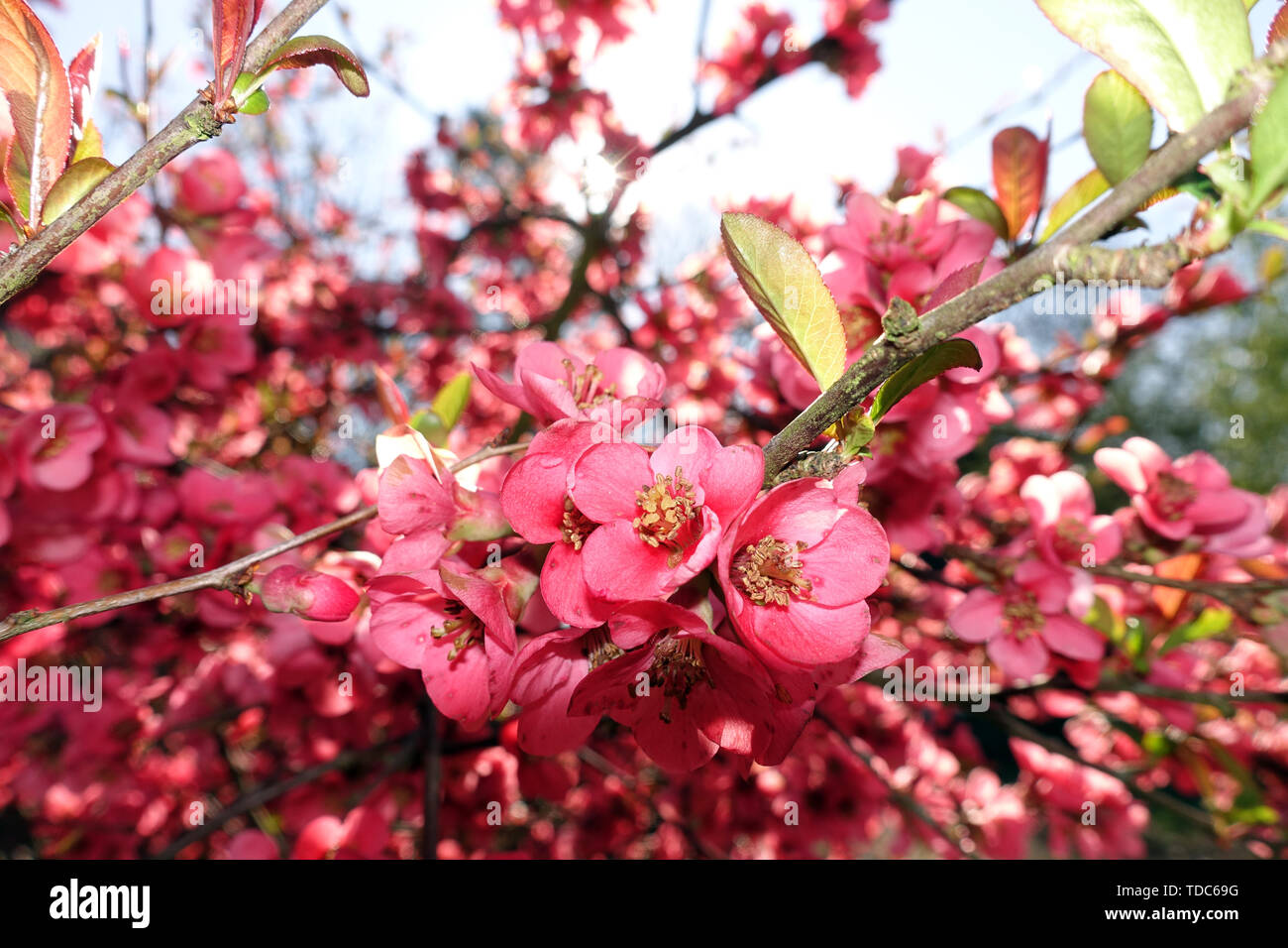 Rankpflanzen Rote Blten