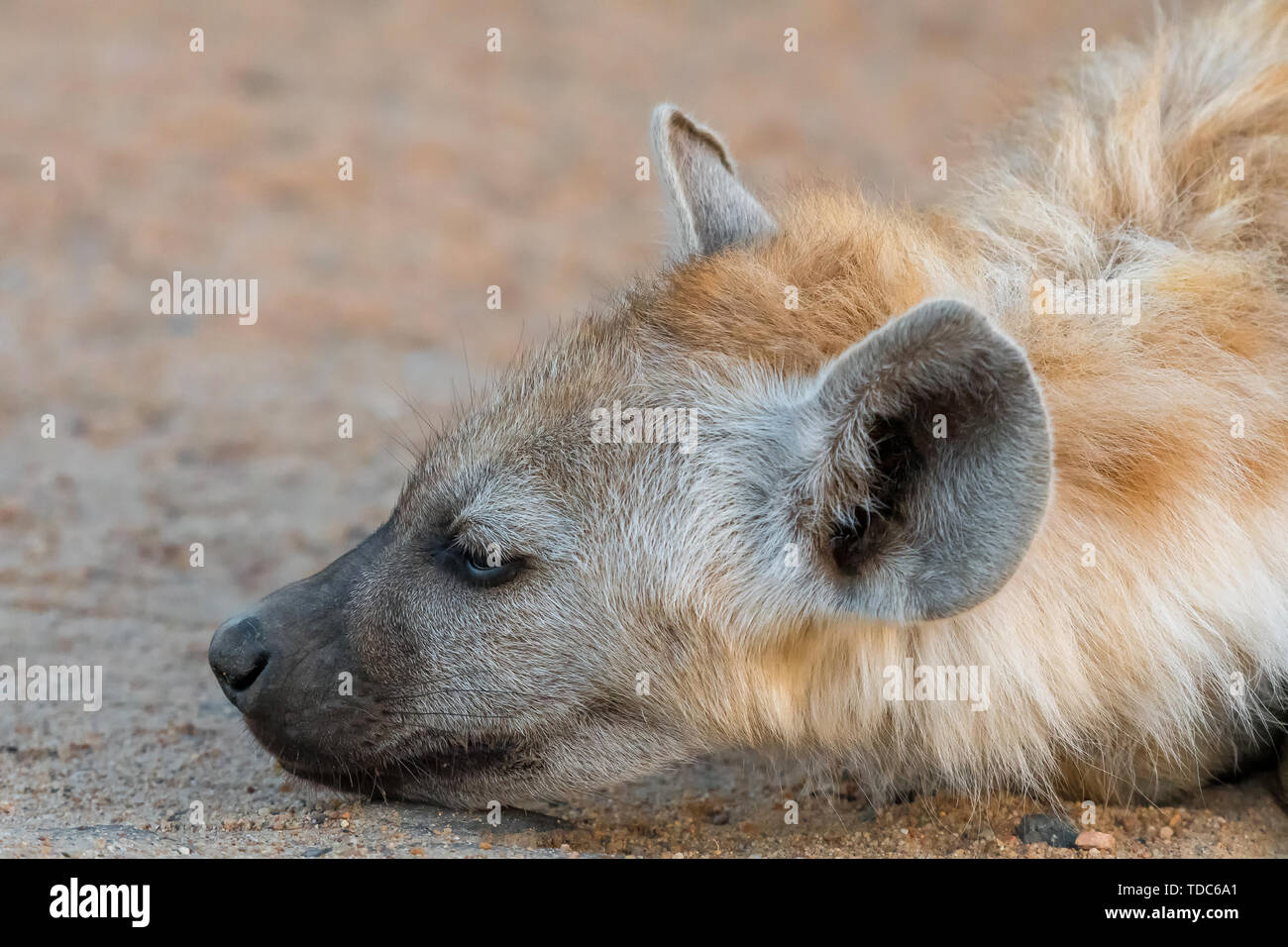 Close-up of the face of a spotted hyena cub Stock Photo - Alamy