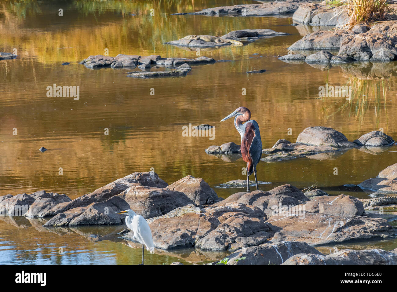 Giant nile crocodile on hi-res stock photography and images - Alamy