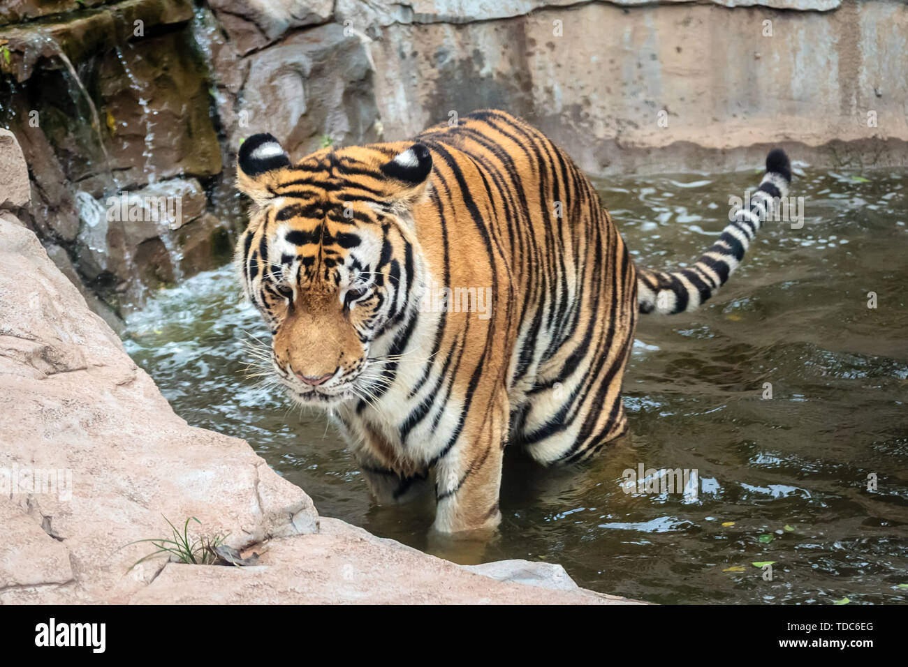 Tiger worms hi-res stock photography and images - Alamy