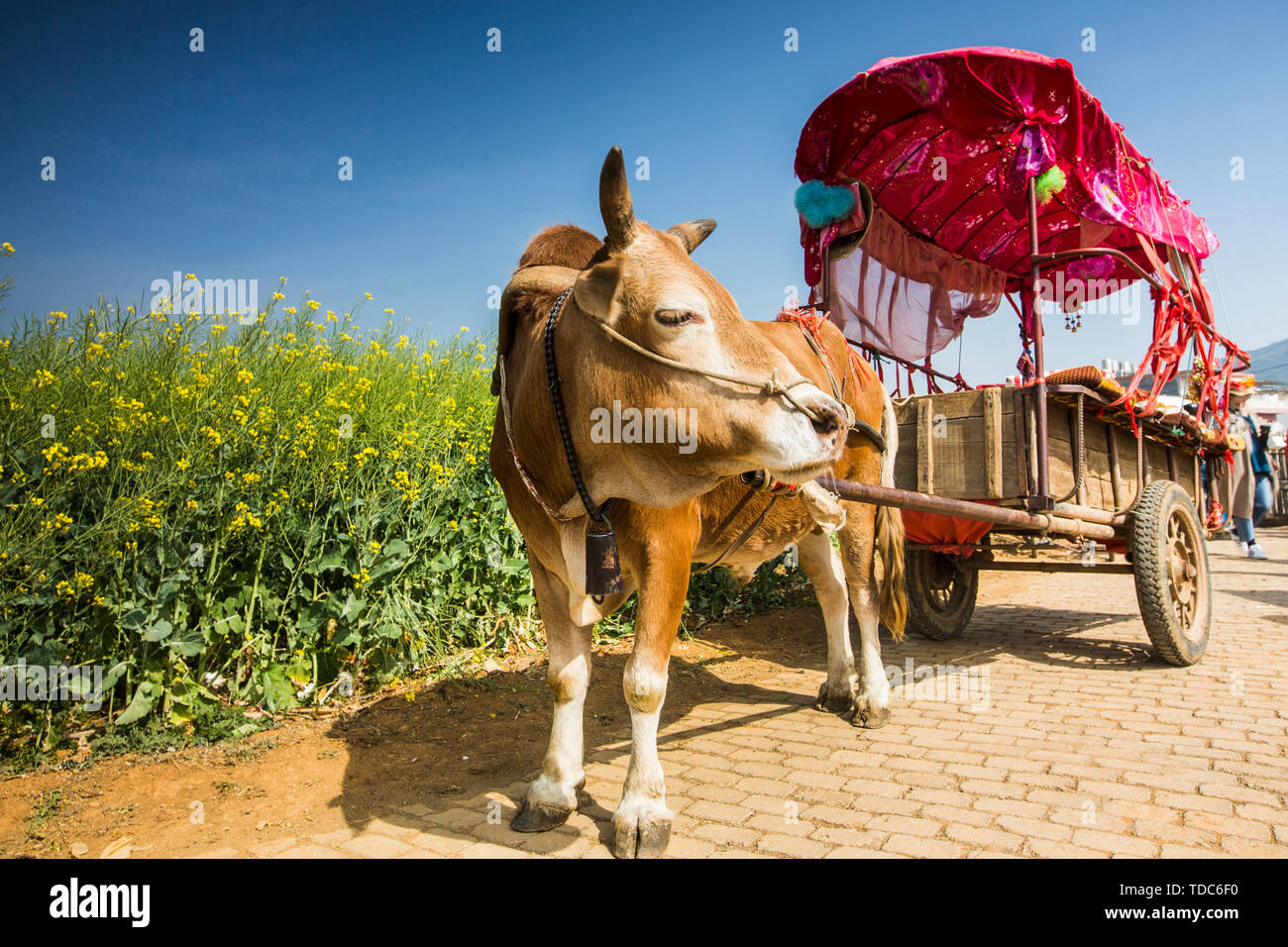 Sightseeing cattle cart in Luoping rapeseed field, Yunnan Province ...