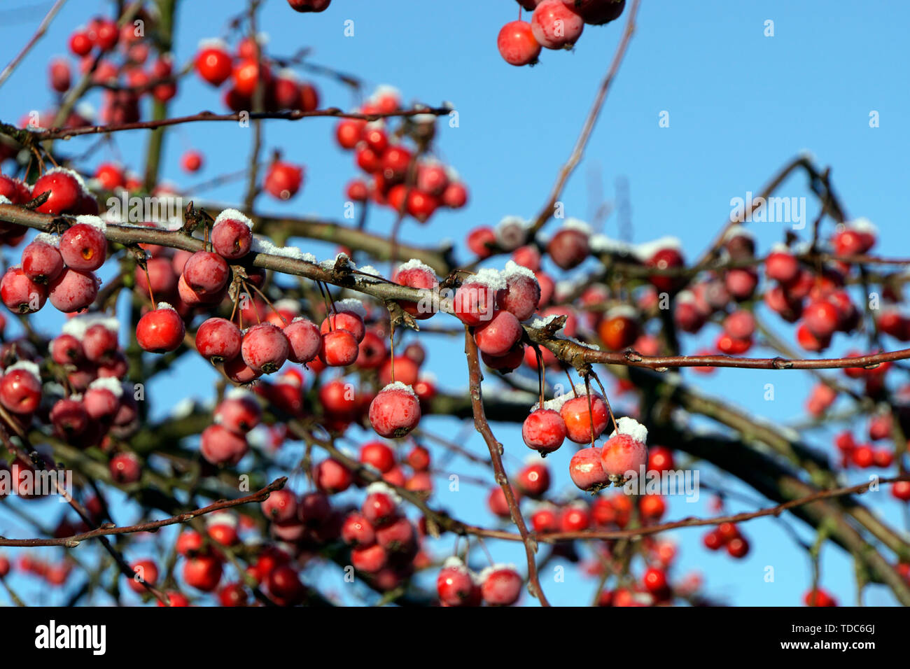 rote Früchte des Kirschapfel (Malus baccata), auch Beerenapfel, Winsen ...