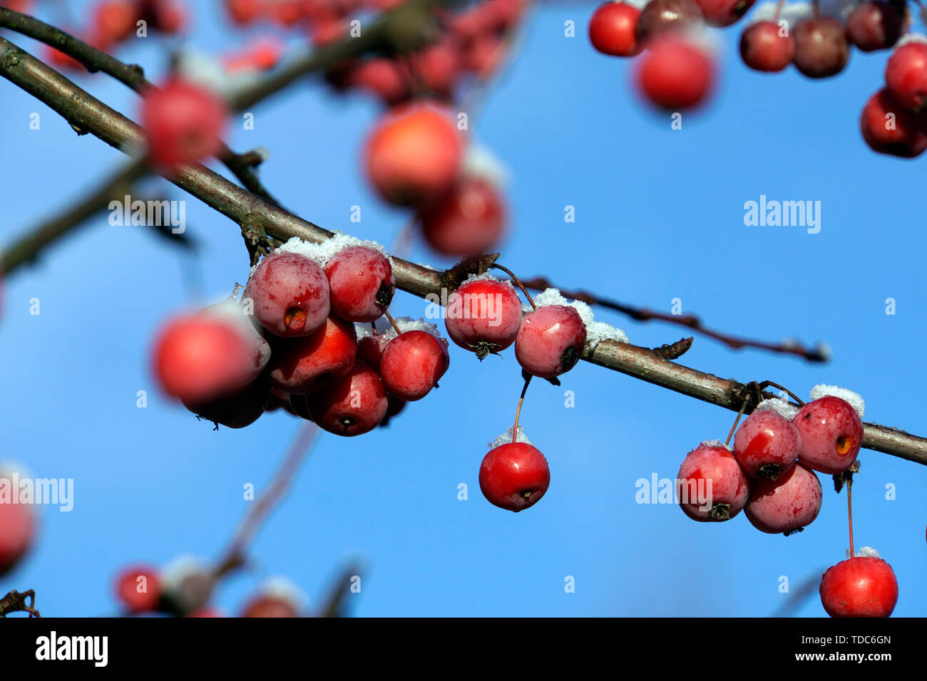 rote Früchte des Kirschapfel (Malus baccata), auch Beerenapfel, Winsen ...