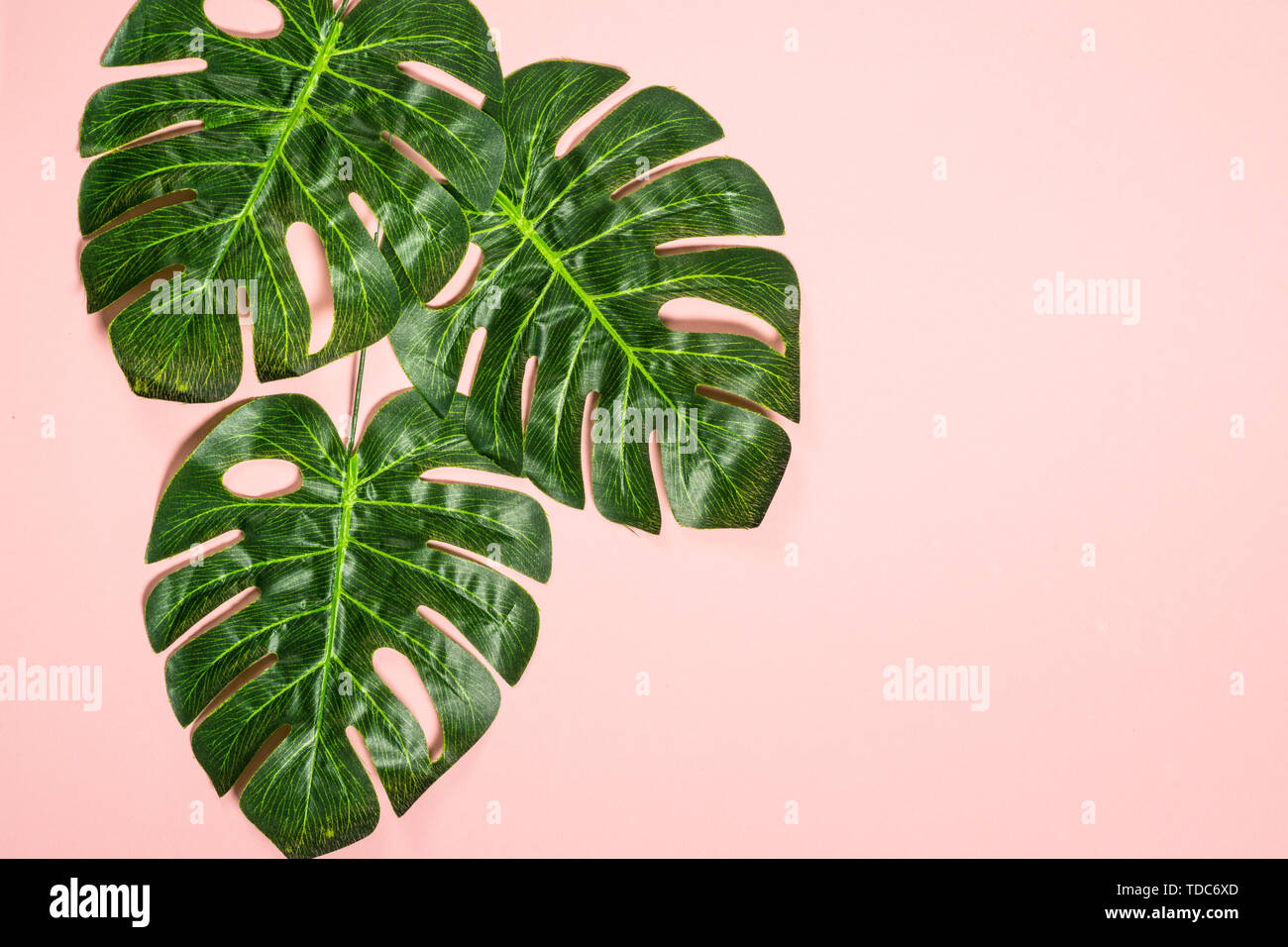 Monstera leaves hi-res stock photography and images - Alamy