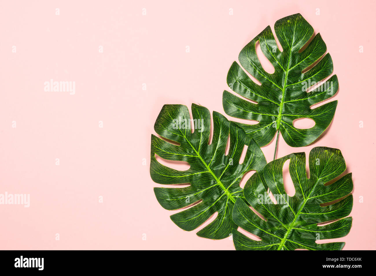 Monstera leaves hi-res stock photography and images - Alamy
