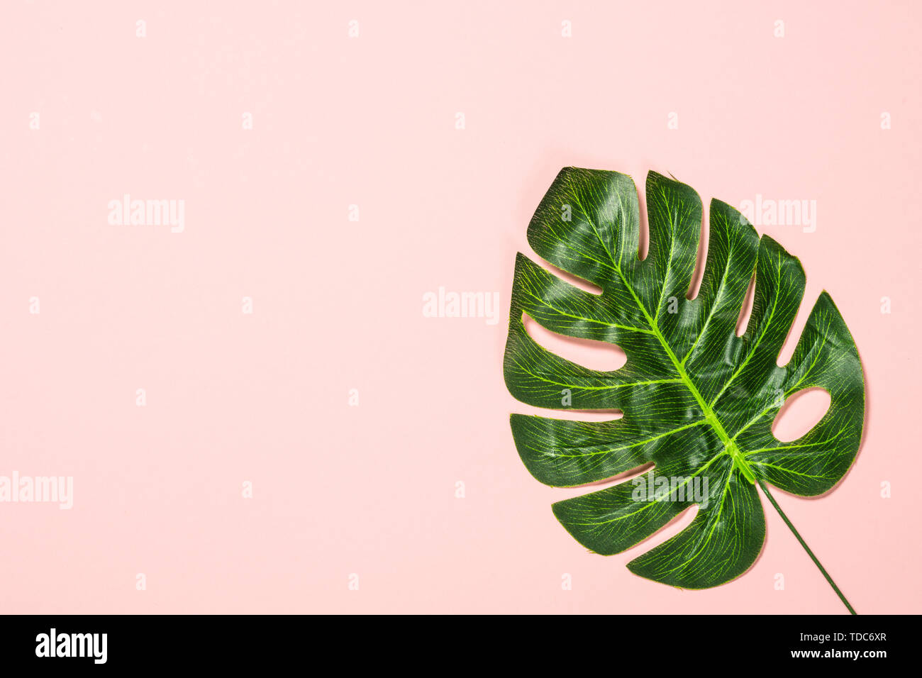 Monstera leaves on pink background top view Stock Photo - Alamy