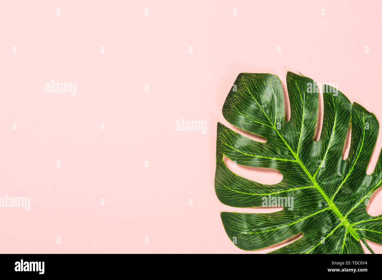 Monstera leaves on pink background top view Stock Photo - Alamy