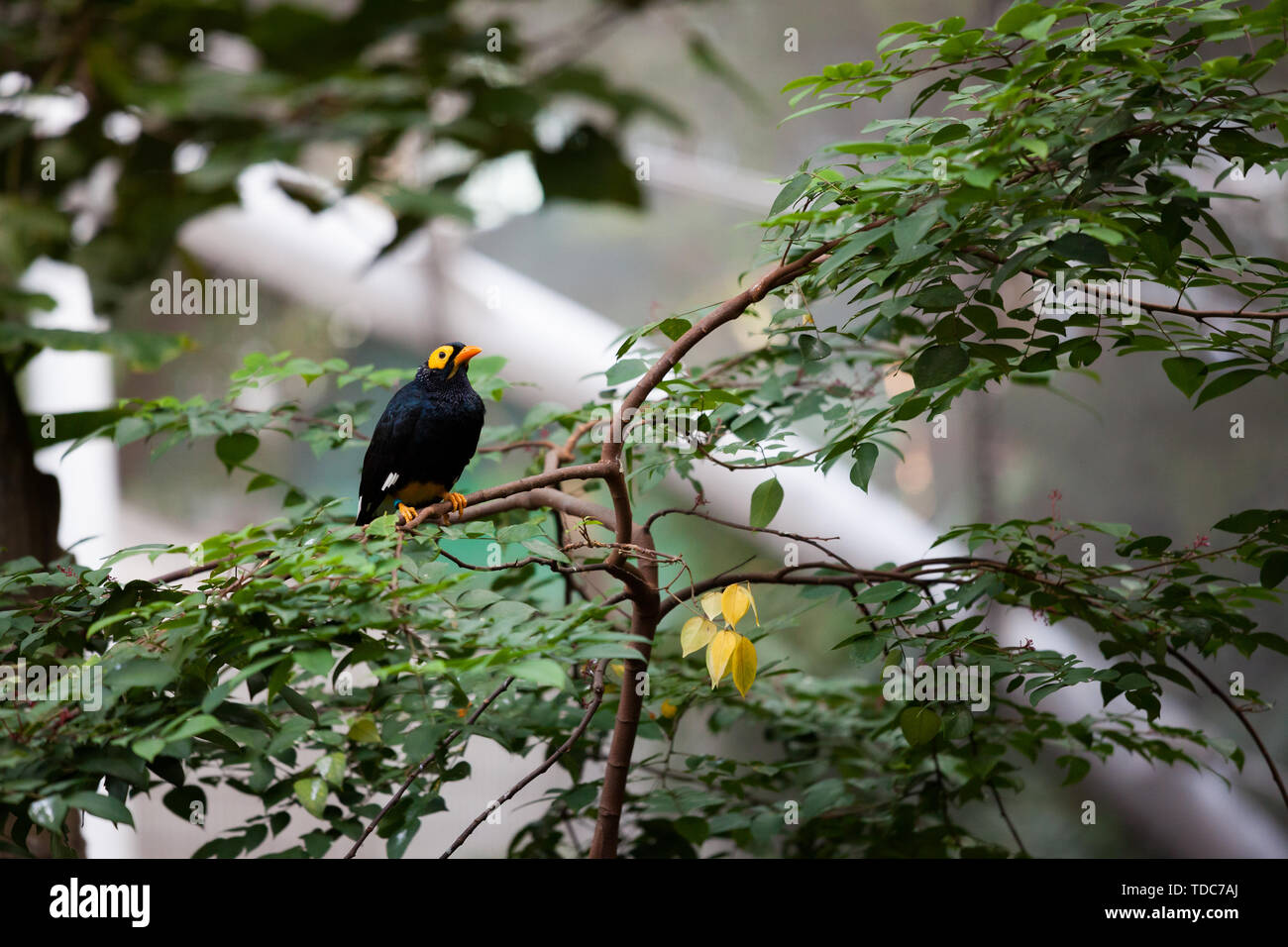 Yellow faced myna at aviary Stock Photo - Alamy
