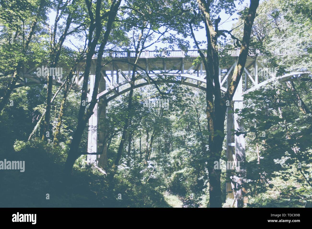Thick forest with thin trees and a stone tall bridge Stock Photo - Alamy