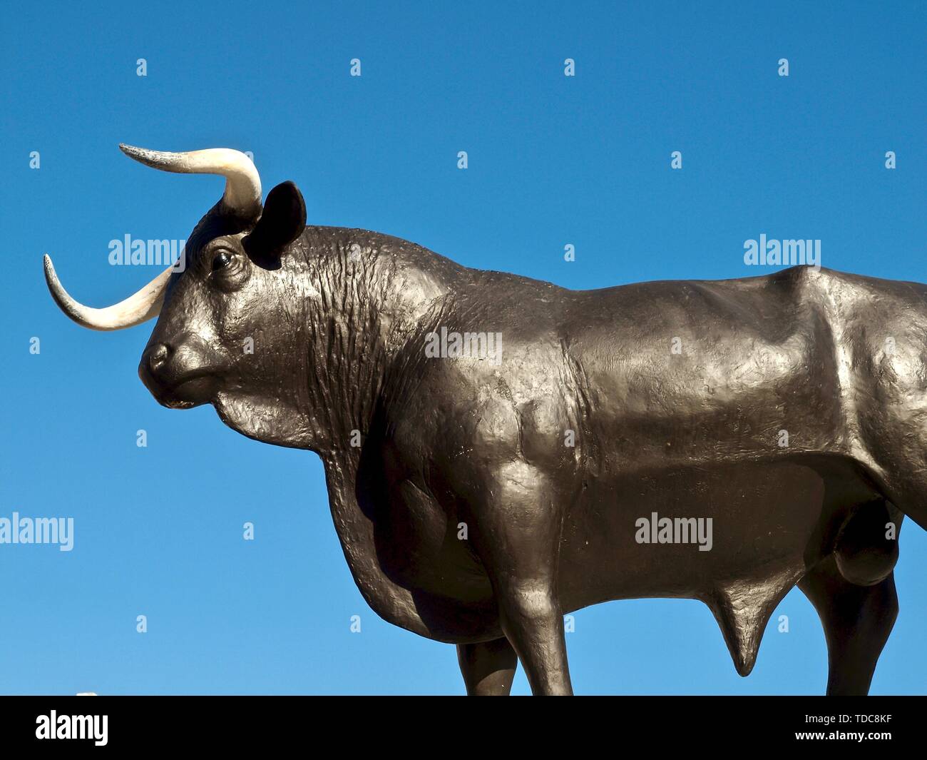 Black spanish bull hi-res stock photography and images - Alamy