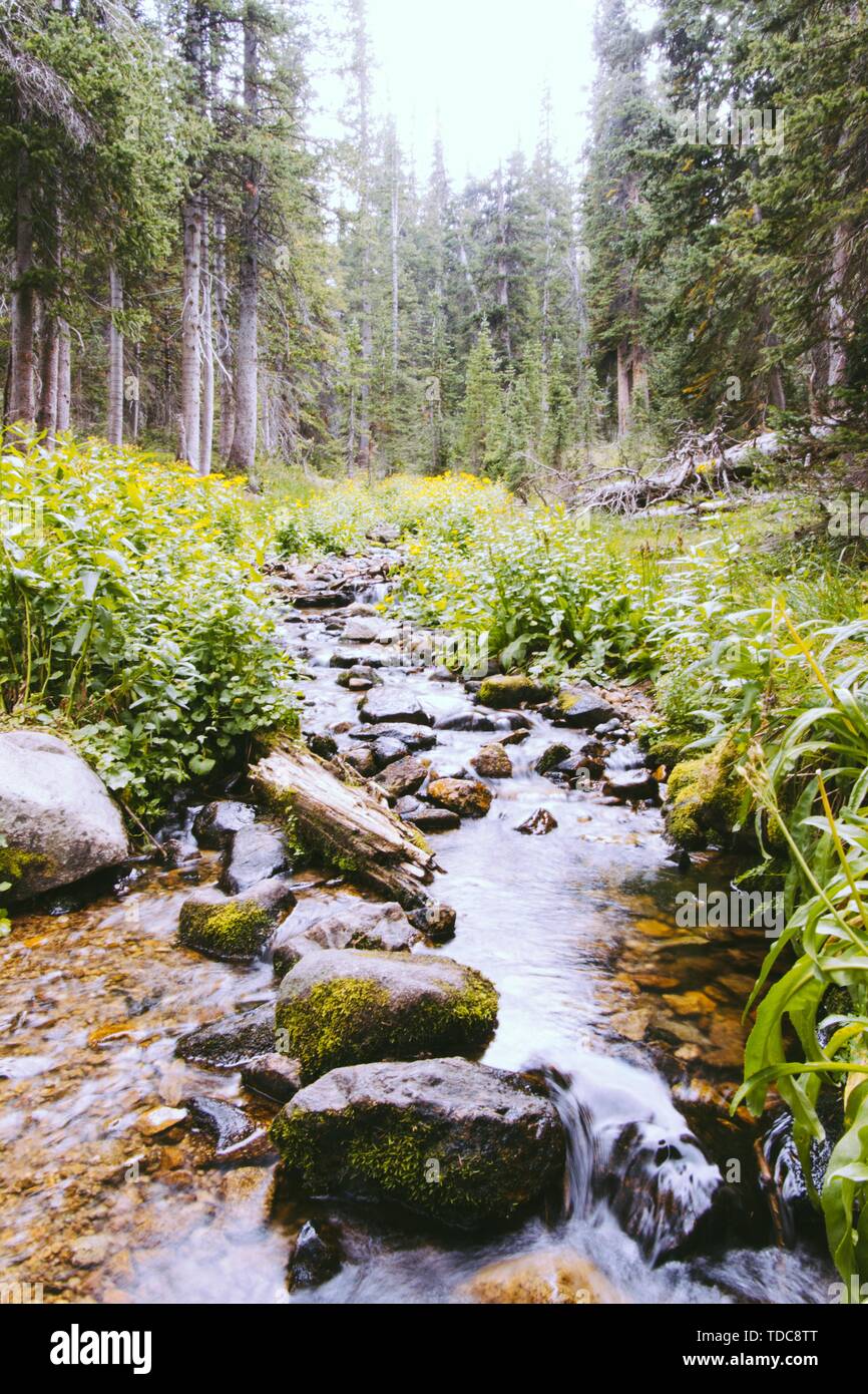 Beautiful little river with rocks and greenery in a forest Stock Photo ...
