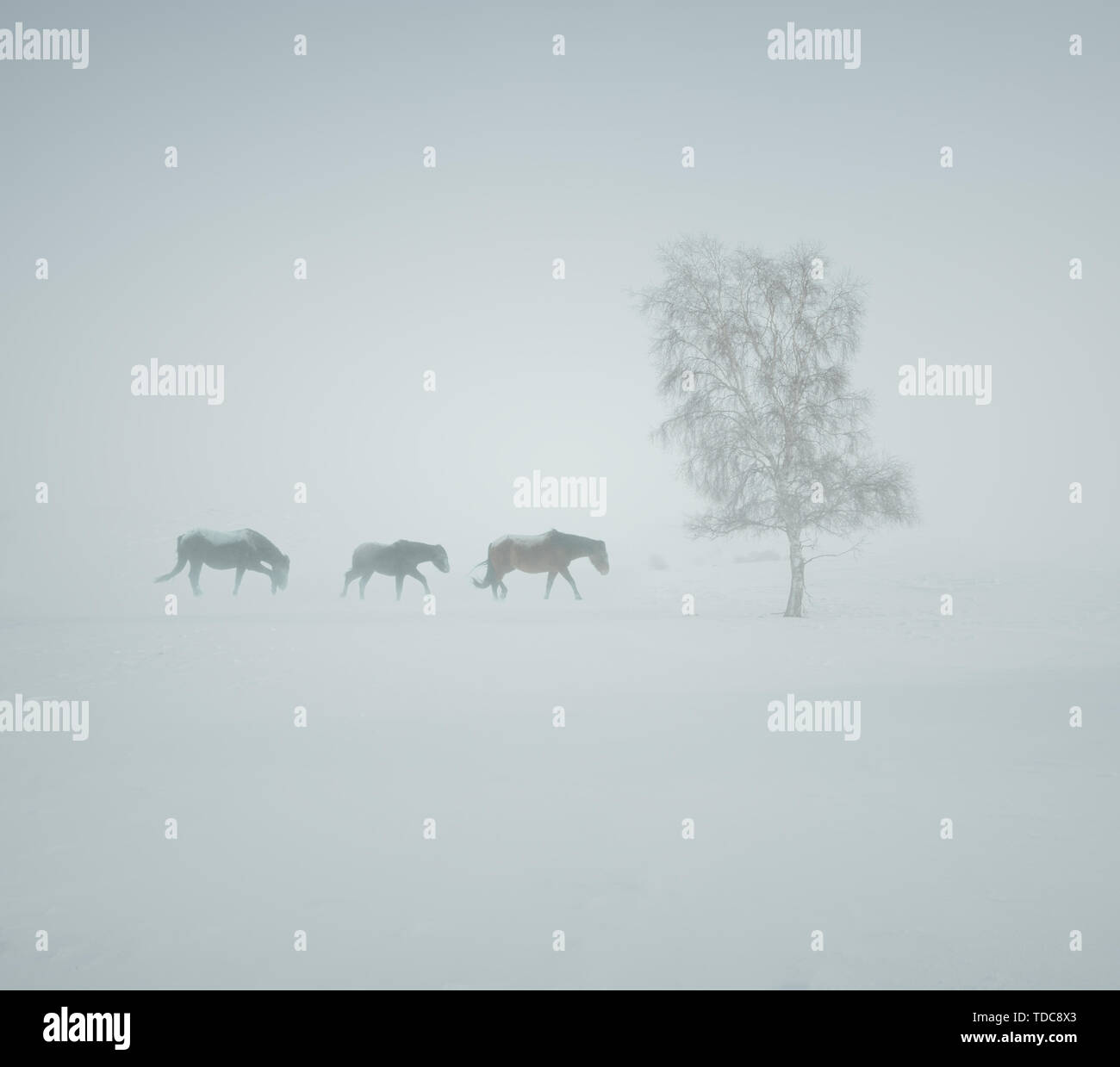 Cold Screensaver Wallpaper High Resolution Stock Photography and Images ...
