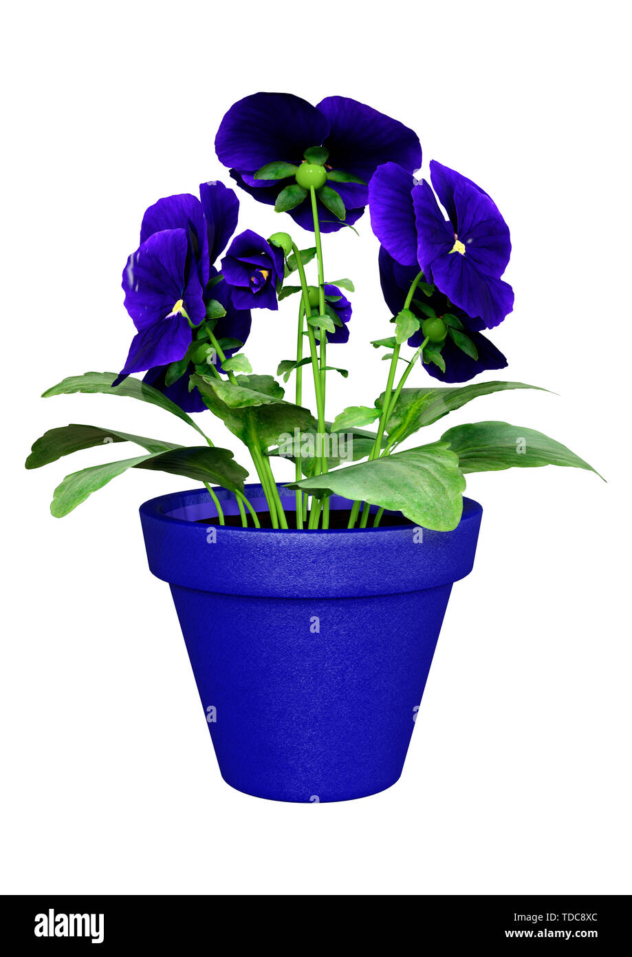3D rendering of a garden pansy plant with flowers isolated on white ...