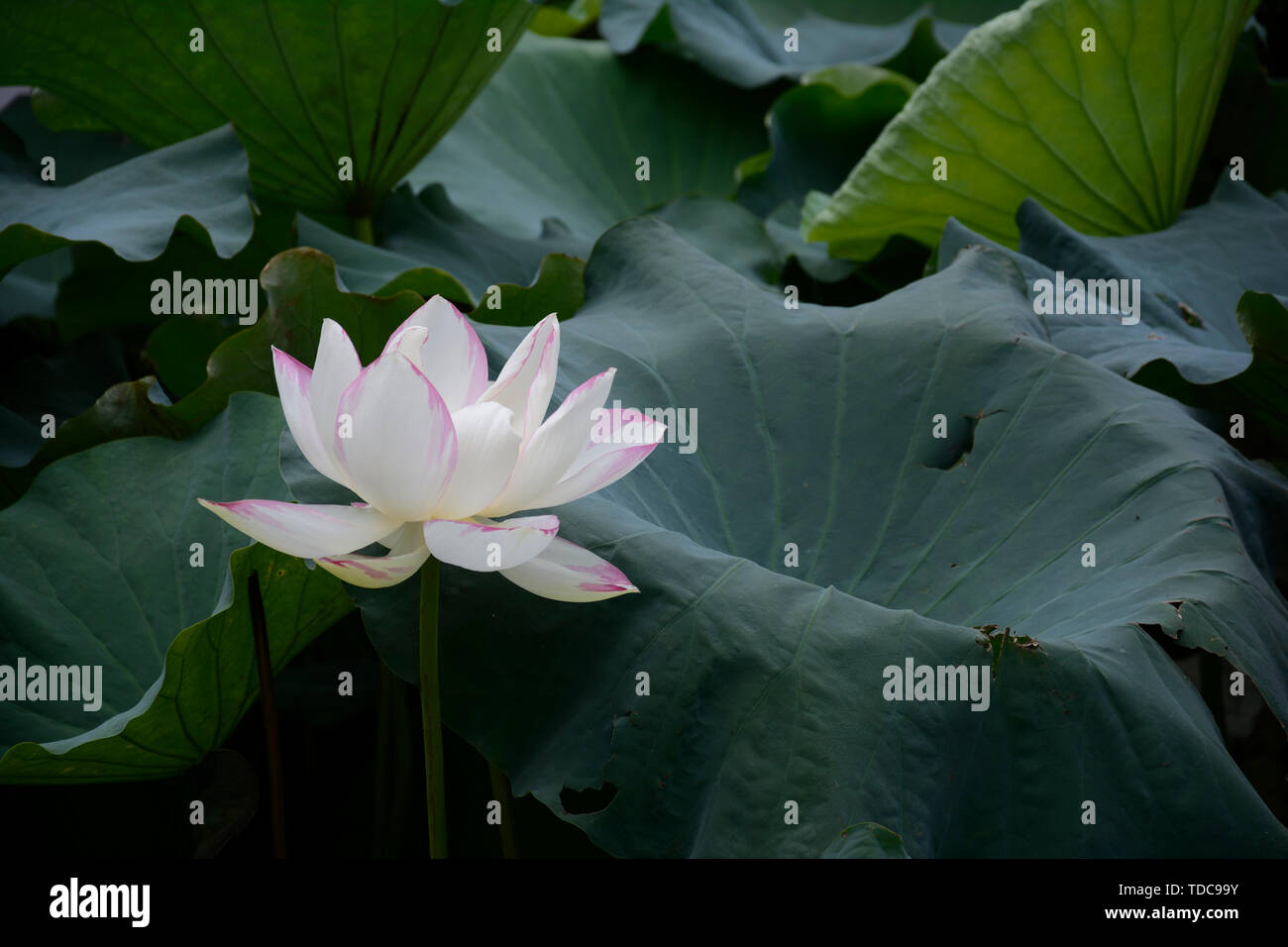 Lotus lotus bud Stock Photo - Alamy
