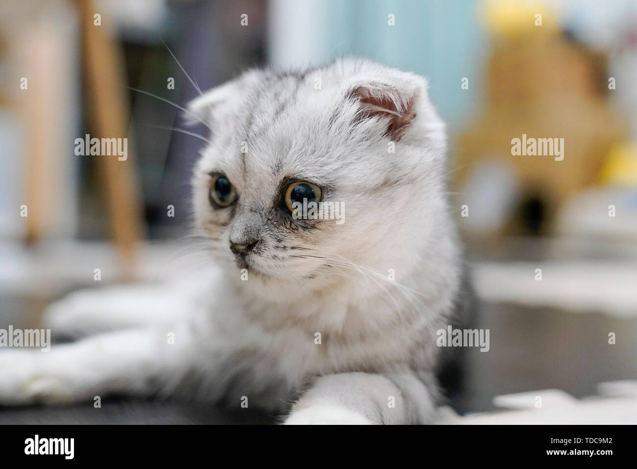 Baby ear fold hi-res stock photography and images - Alamy