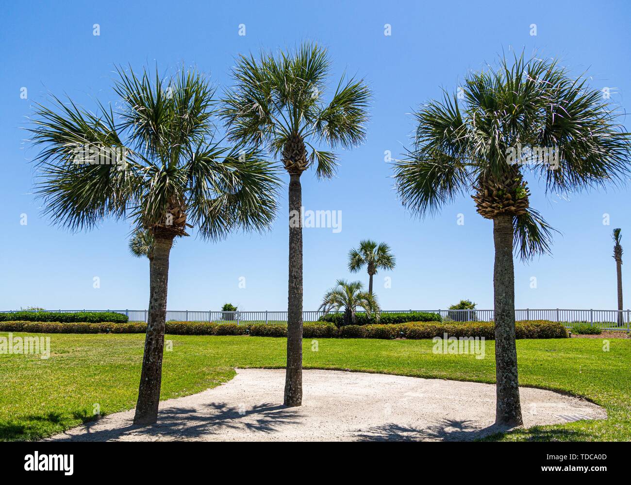 Three palm trees hi-res stock photography and images - Alamy