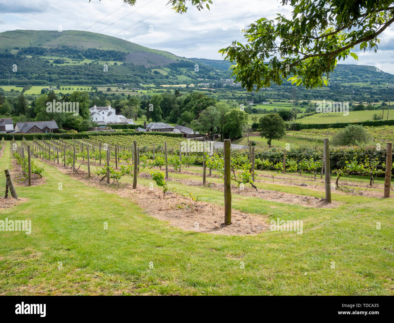 Vines growing at Sugar Loaf Vineyard near Abergavenny Wales UK Stock ...