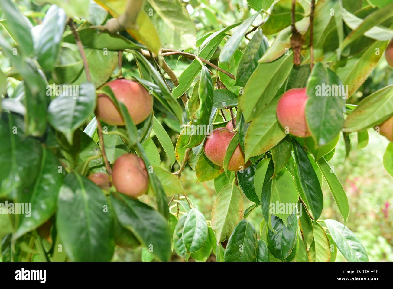 Oil tea, tea fruit Stock Photo - Alamy