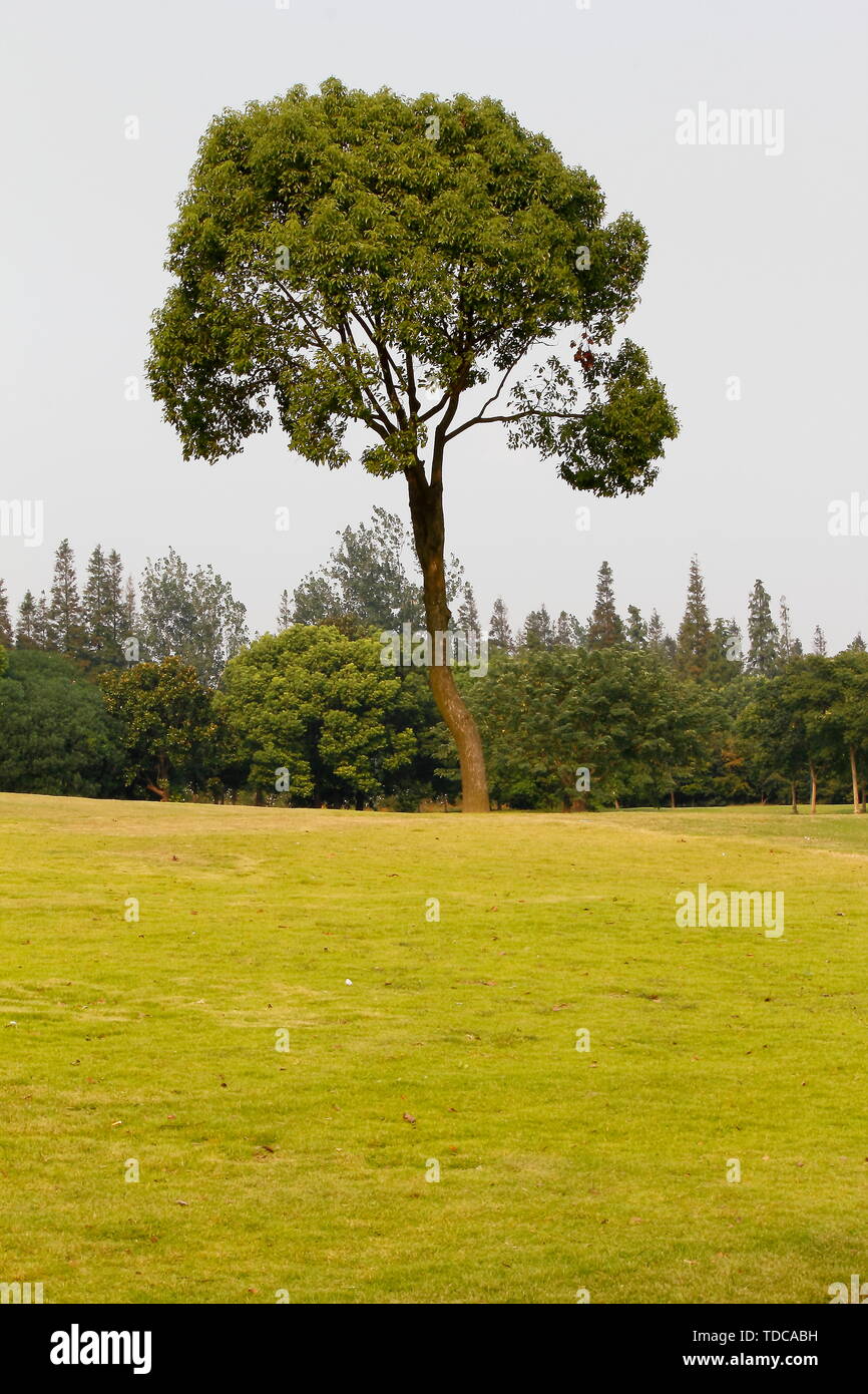 Shanghai Binjiang Forest Park Scenery Stock Photo - Alamy