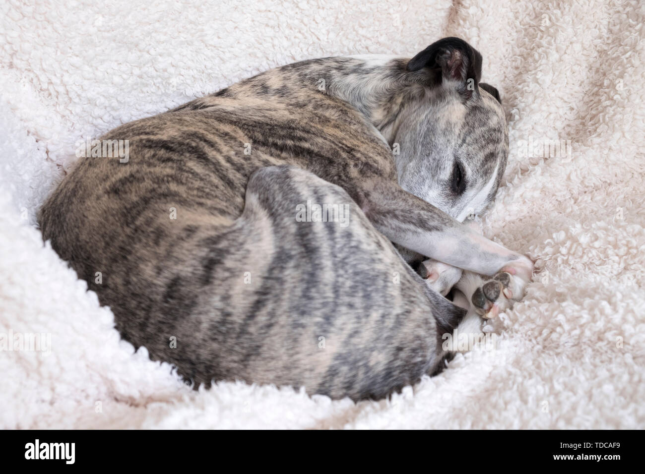 Curled up sleeping hi-res stock photography and images - Alamy