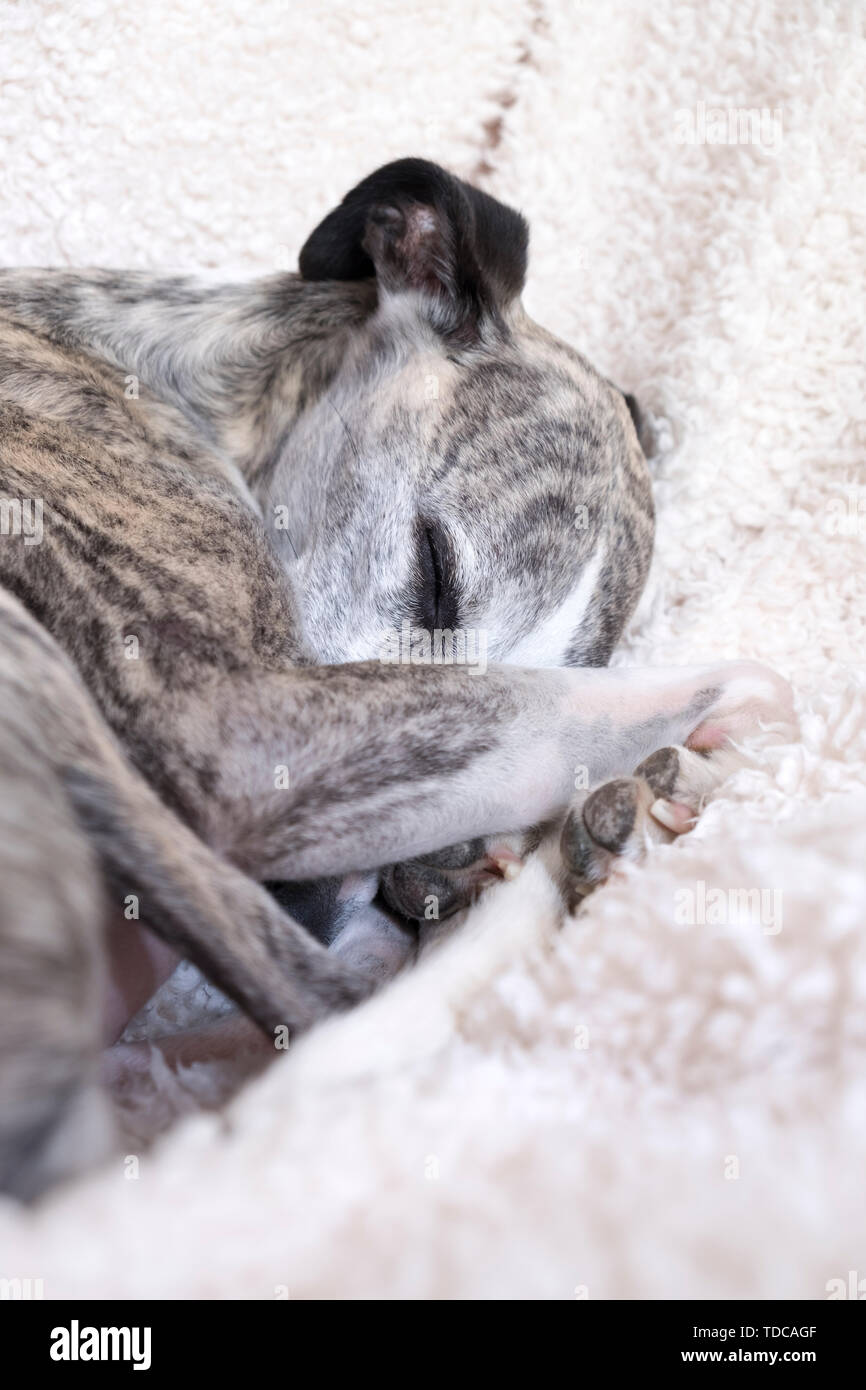 Sleeping whippet hi-res stock photography and images - Alamy