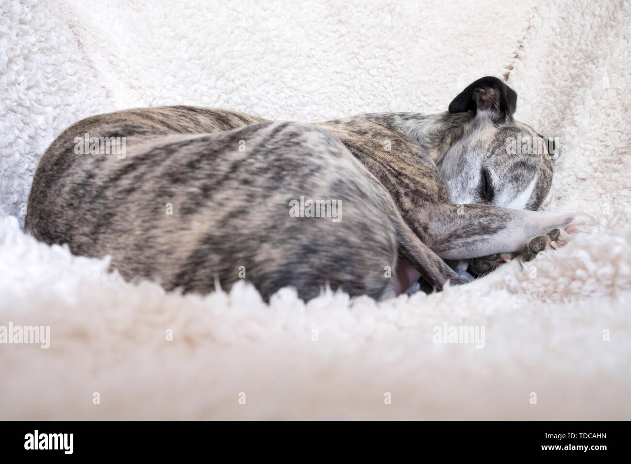 Curled up sleeping hi-res stock photography and images - Alamy