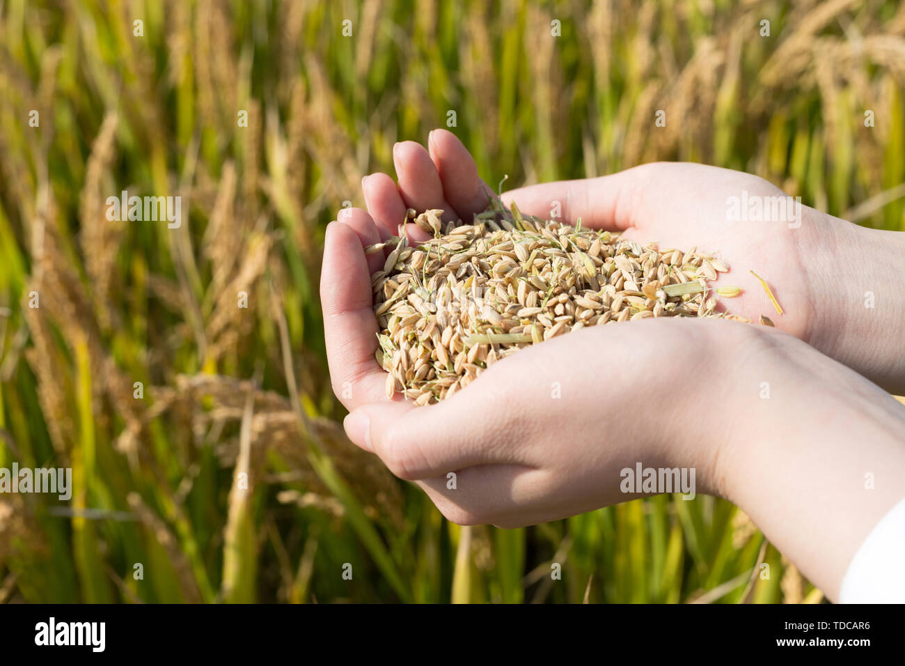 Hand with seed Stock Photo - Alamy