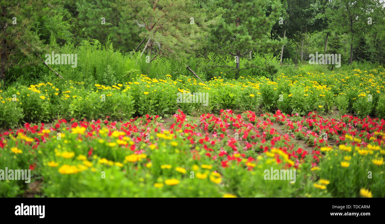 Spring forest flowers and plants picture Stock Photo - Alamy