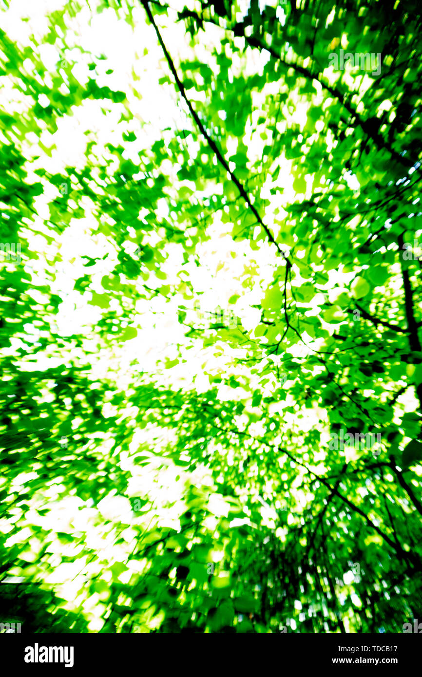 view of the treetops in a forest, seen from below, with a zoom effect ...