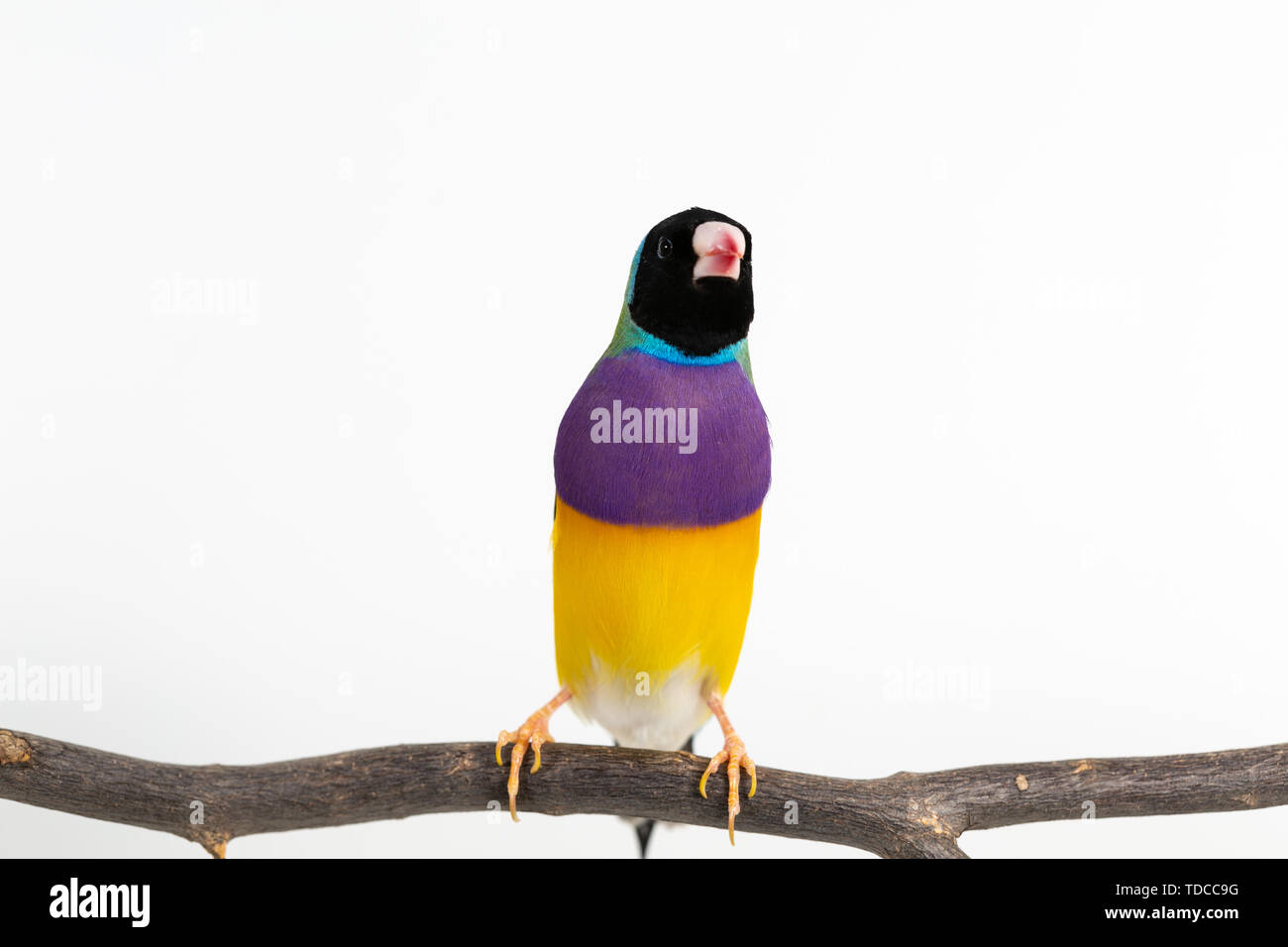 Colorful Gouldian finch Bird (Erythrura gouldiae) on white background ...