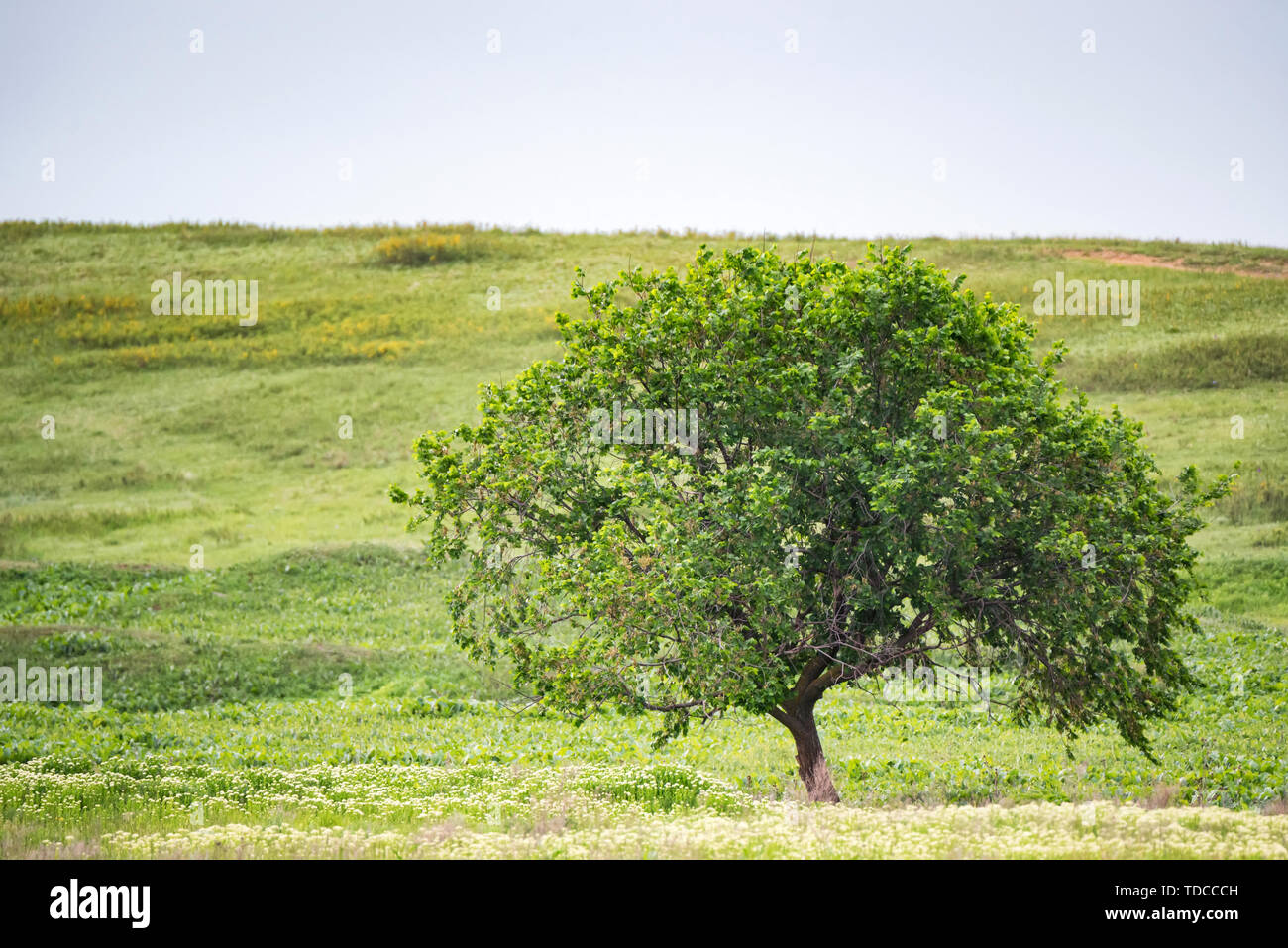 Big tree in open field hi-res stock photography and images - Alamy
