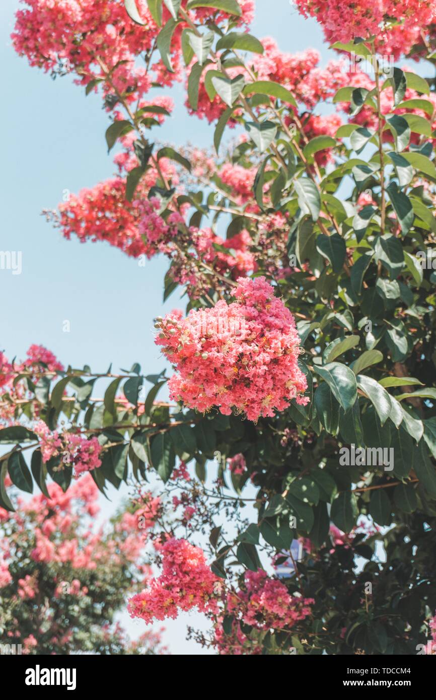Red fruit blossom on a tree on a sunny day Stock Photo - Alamy