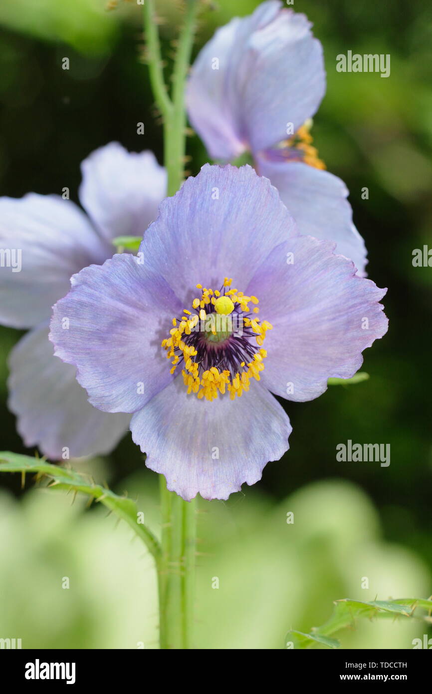 Aculeata hi-res stock photography and images - Alamy