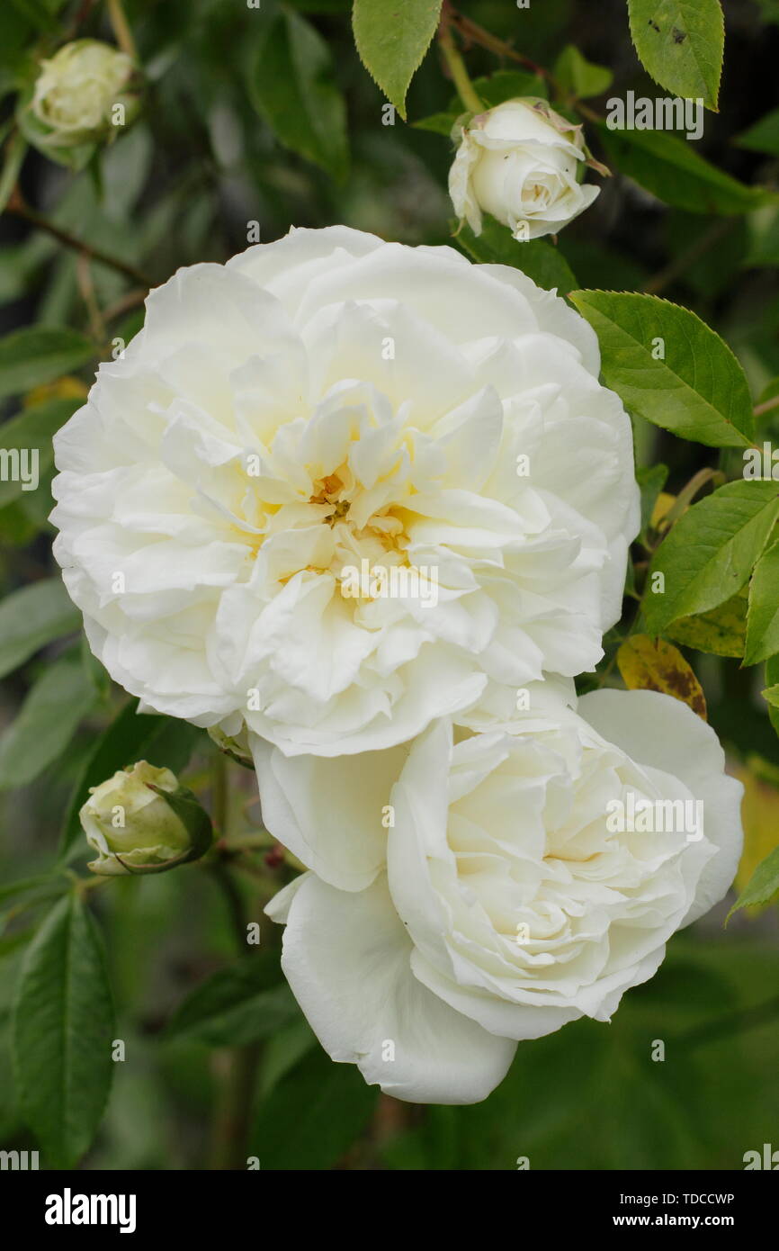 Noisette hi-res stock photography and images - Alamy