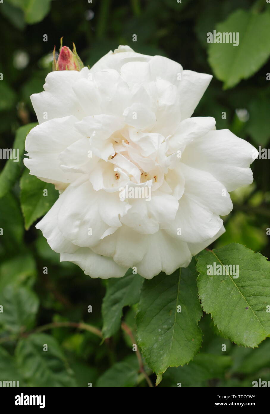 Mme alfred carriere climbing rose hi-res stock photography and images ...