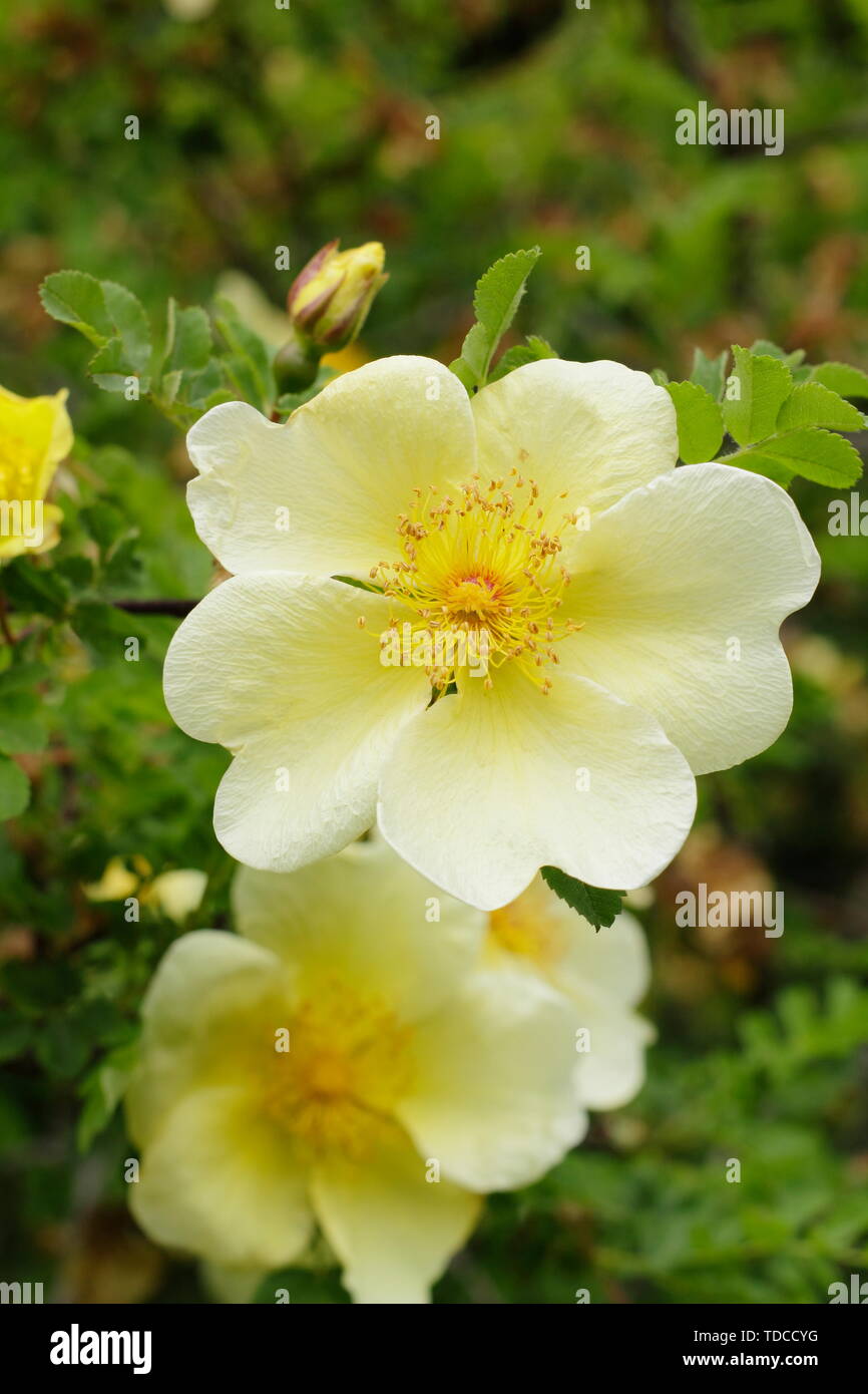 Rosa xanthina 'Canary Bird' - a spreading shrub rose flowering in May ...