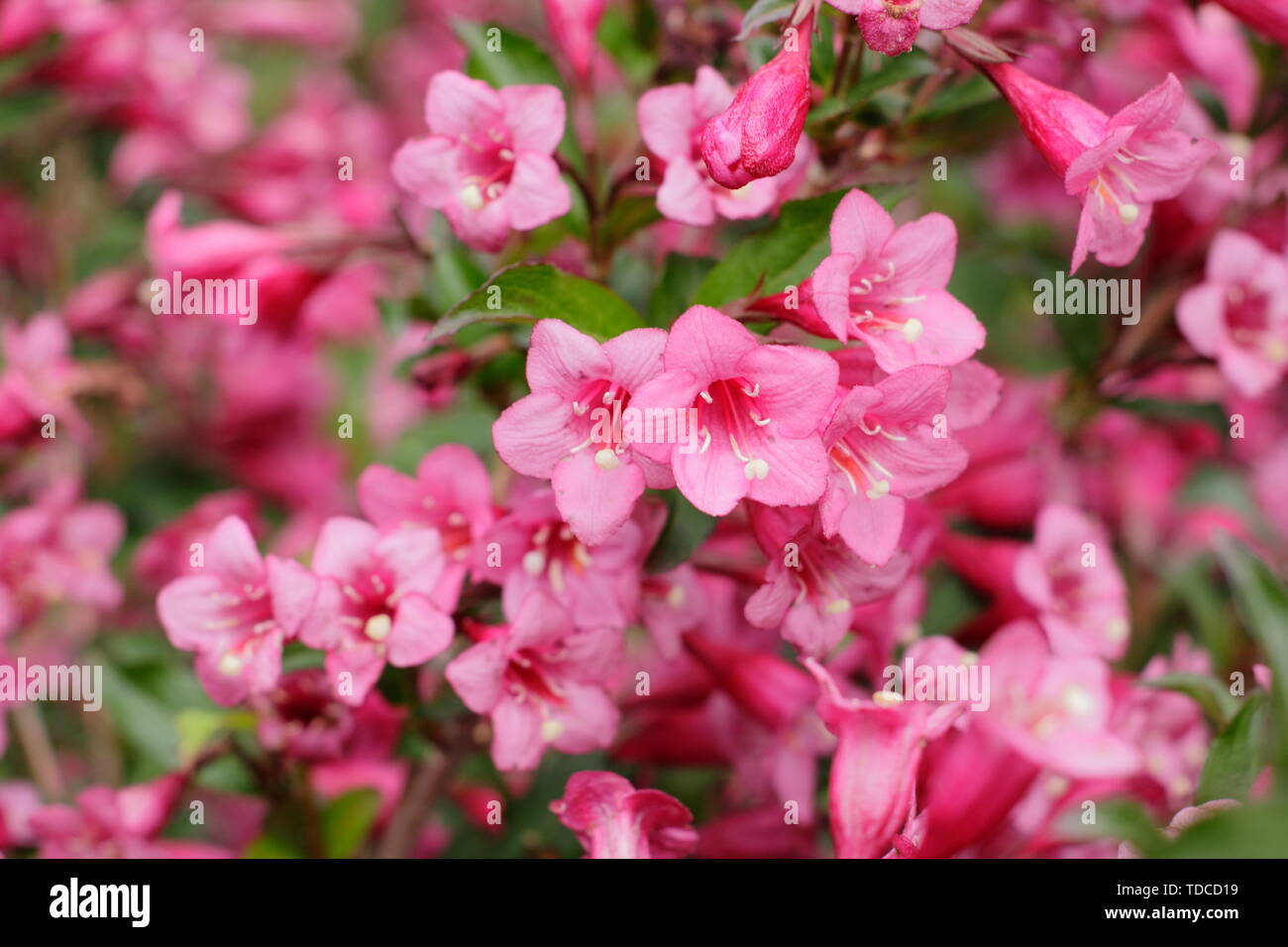 Rumba hi-res stock photography and images - Alamy