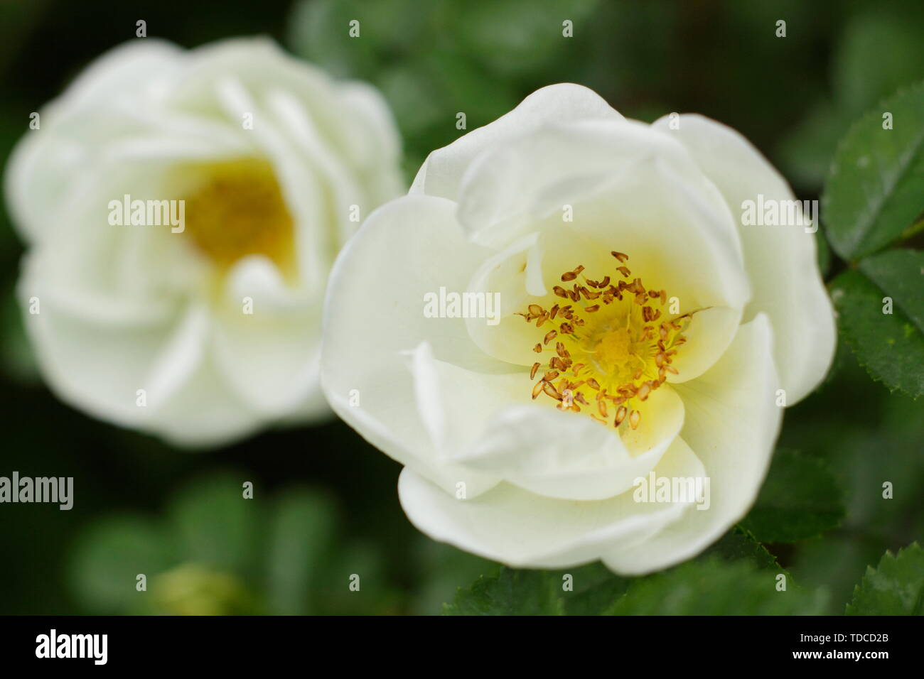 Rosa spinosissima hi-res stock photography and images - Alamy