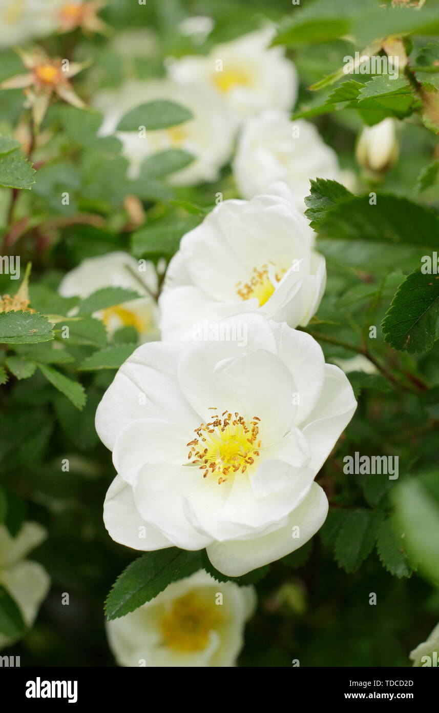 Rosa spinosissima hi-res stock photography and images - Alamy